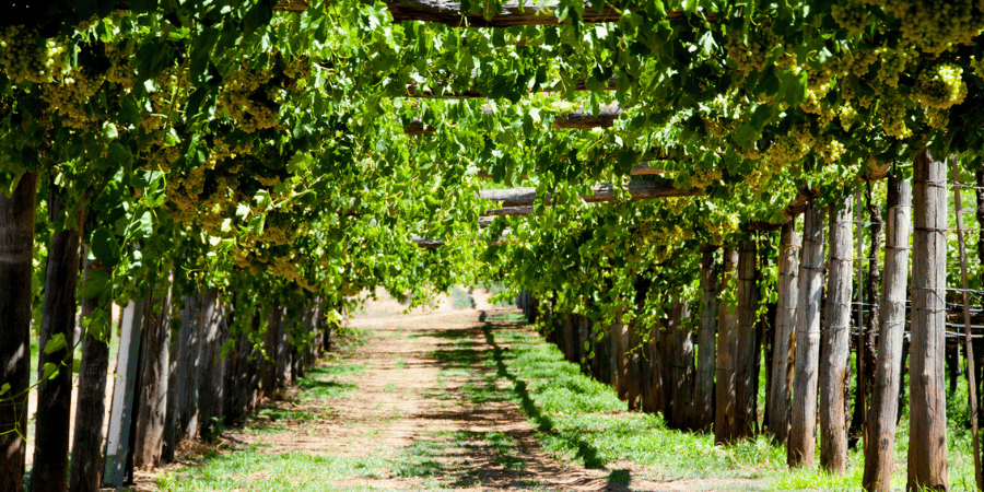 Meet Craig from The Vines in Plico Community | Plico Energy