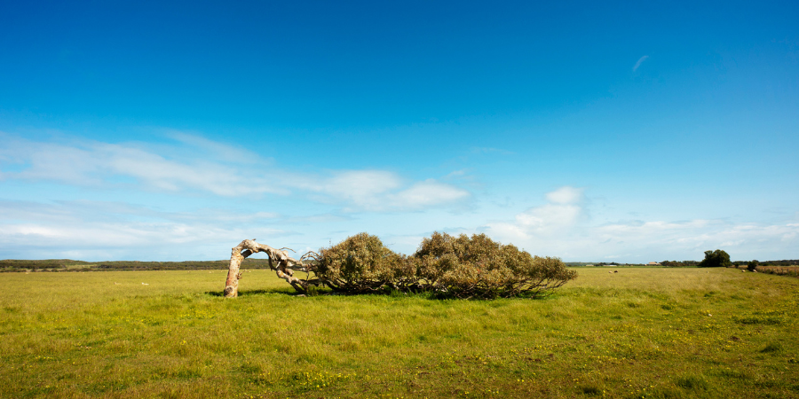 Meet Cynthia from Buller in Plico Community | Plico Energy